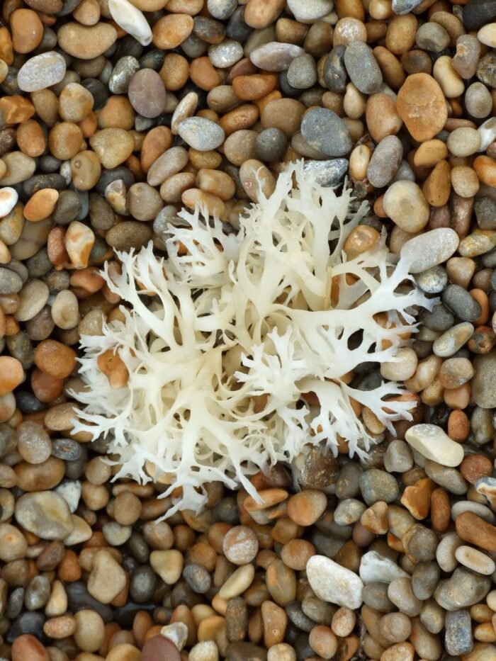 Fresh Sea Moss